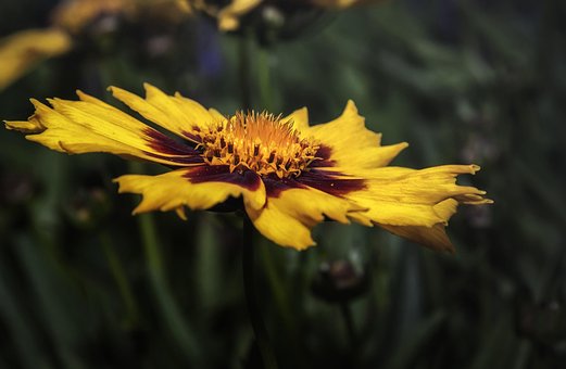 80+ Free Two Tone & Flower Images - Pixabay