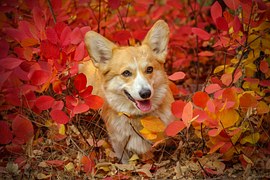 Welsh Corgi Pembroke Sight - Free photo on Pixabay