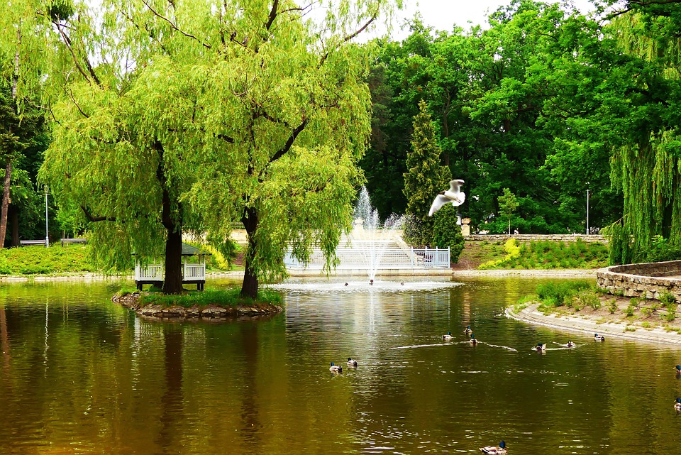 City Park Joint Willow Trees - Free photo on Pixabay