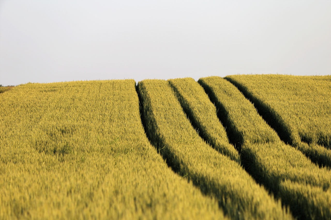 Agricultura Campo De Trigo Planta - Foto gratis en Pixabay - Pixabay