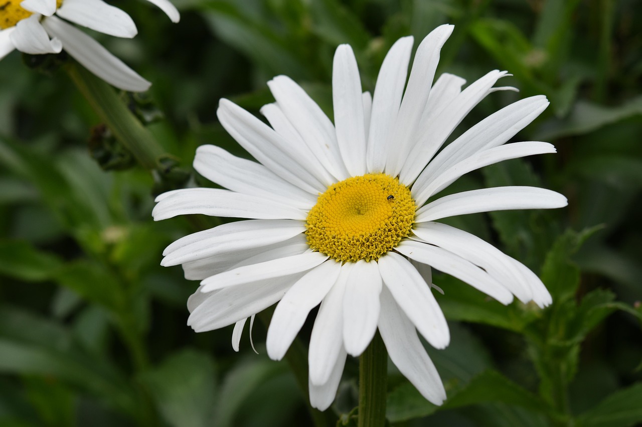 Bunga Aster Kelopak Putih - Foto gratis di Pixabay - Pixabay
