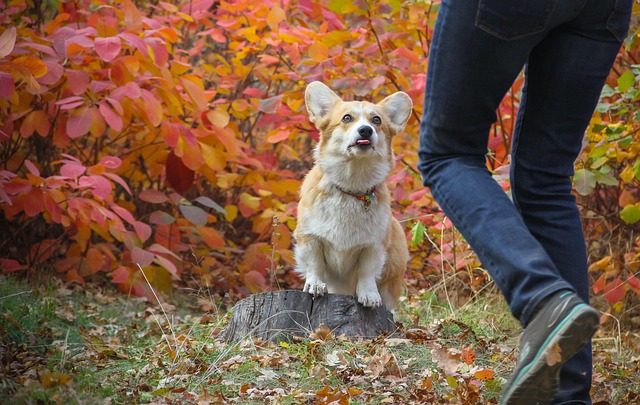 Corgi Dog Autumn Leaves - Free photo on Pixabay - Pixabay