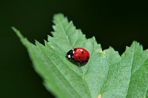 30+ Free Seven-Dot Ladybug & Nature Images - Pixabay