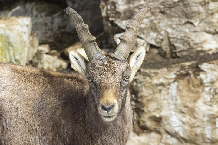 200+ Free Capricorn & Animal Photos - Pixabay