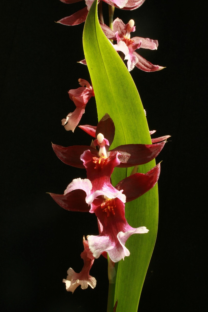 Orchidee Blume - Kostenloses Foto auf Pixabay
