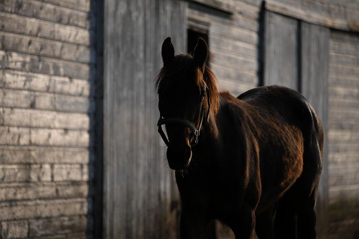 90+ kostenlose Pferde Schatten und Pferd-Bilder - Pixabay