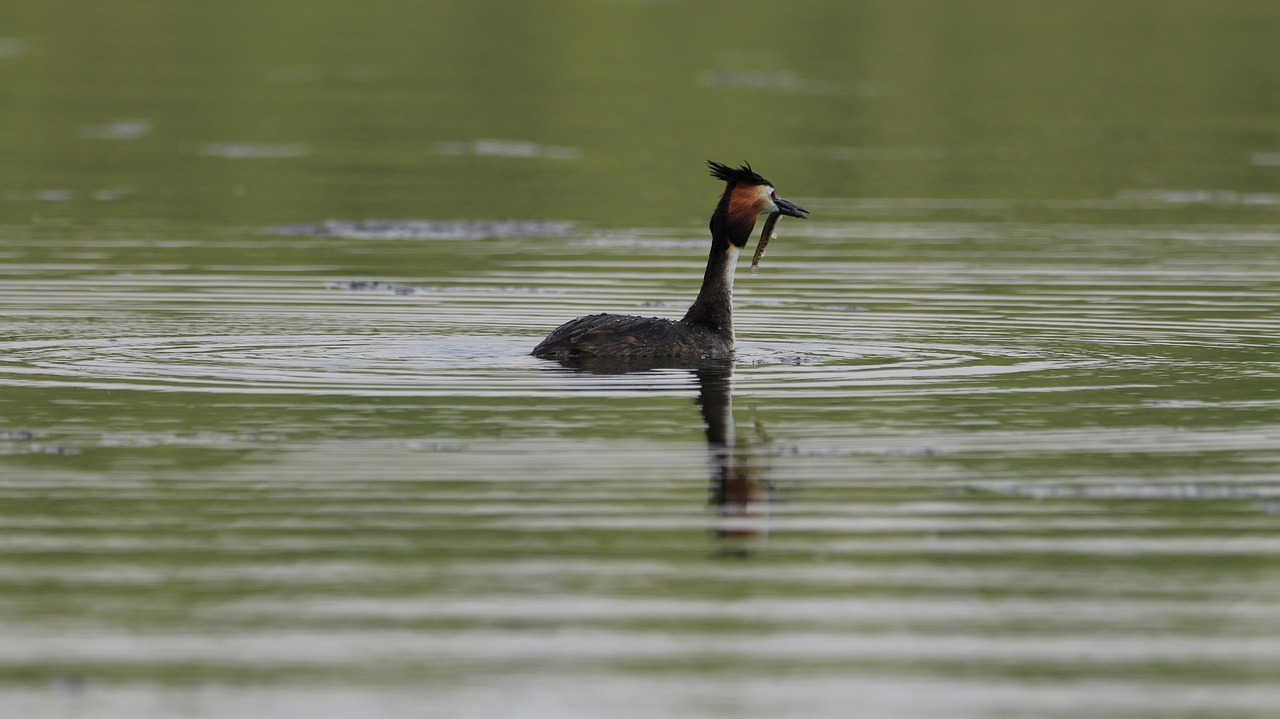 Great Crested Grebe Lake Waters - Free photo on Pixabay