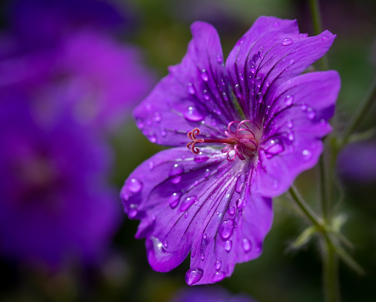 Cranesbill Flower Blossom - Free photo on Pixabay - Pixabay