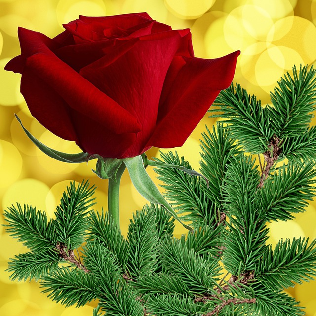 Download Rose, Red, Pine. Royalty-Free Stock Illustration Image - Pixabay
