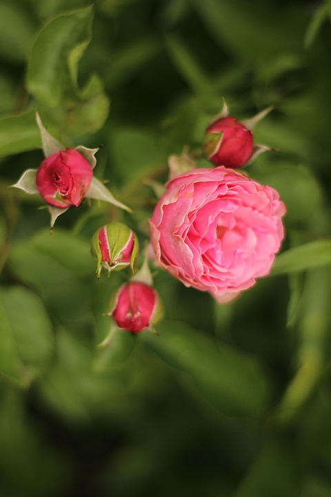 Rose Close Up Spring - Free photo on Pixabay