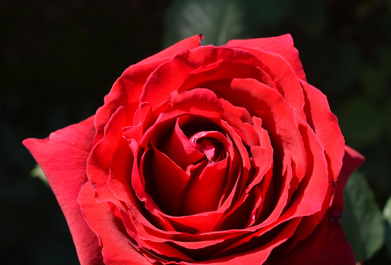 Mawar Merah Mekar - Foto gratis di Pixabay - Pixabay
