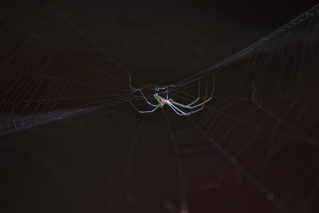 Black Spider Dark - Free photo on Pixabay