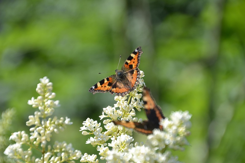 Papillon Amiral Insecte La - Photo gratuite sur Pixabay