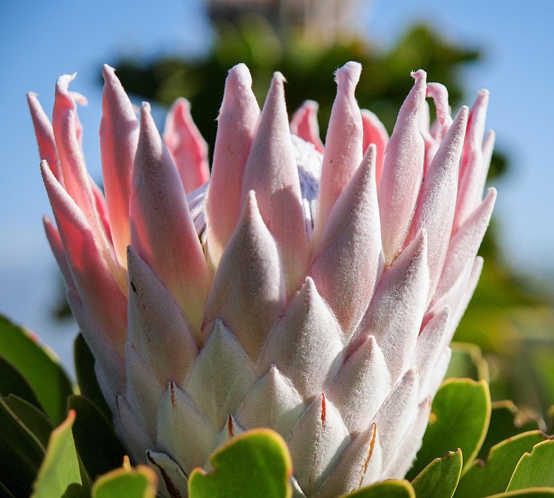 Protea Flower South Africa - Free photo on Pixabay
