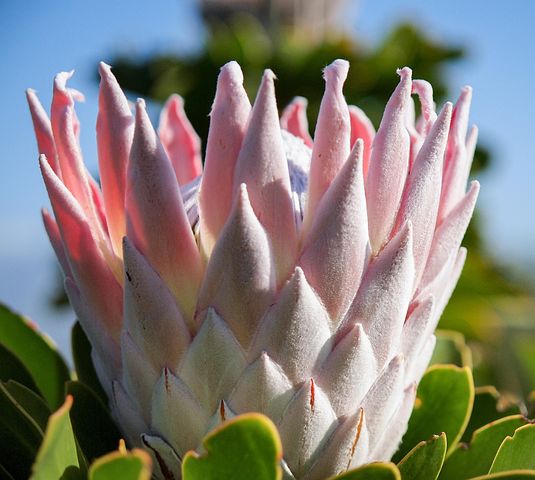 100+ Free Protea & Flower Photos - Pixabay