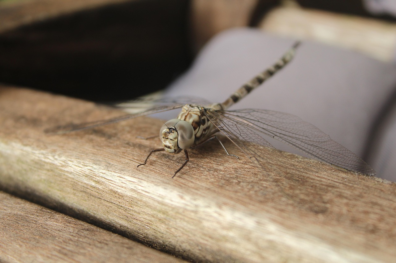 Libelle Makro Natur - Kostenloses Foto auf Pixabay - Pixabay