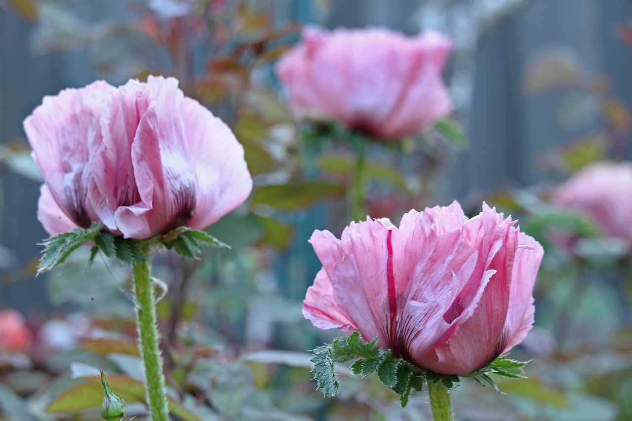 Fleur De Pavot Rose