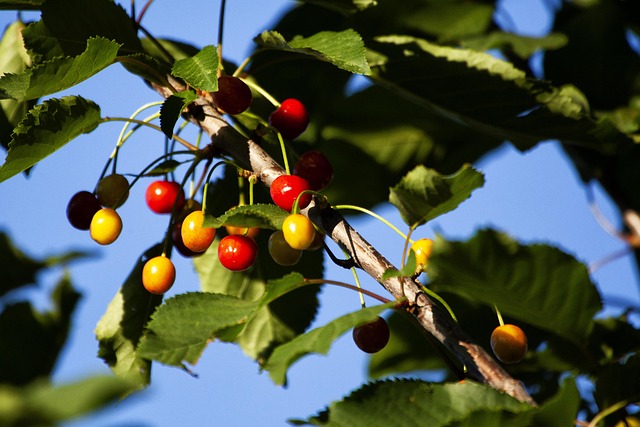 Cerejas Cereja Selvagem - Foto gratuita no Pixabay - Pixabay