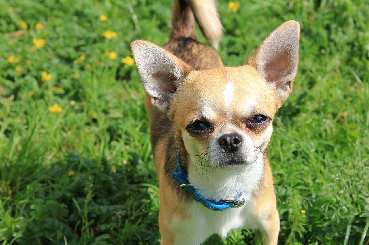 Chien Animaux Animal - Photo gratuite sur Pixabay - Pixabay