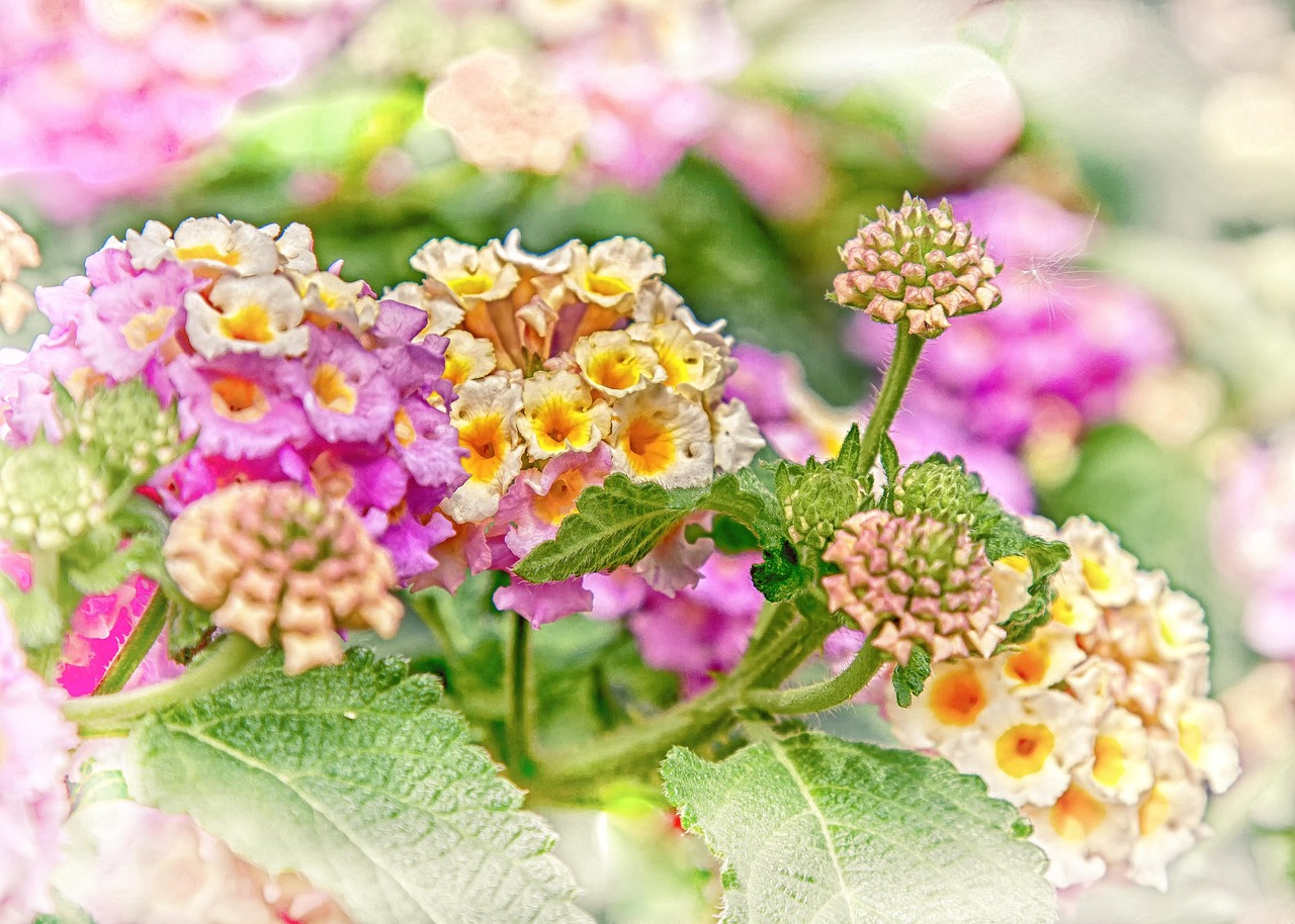 30+ Free Lantan & Nature Images - Pixabay