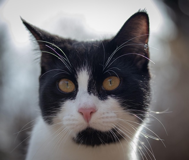 Kucing Kepala Potret - Foto gratis di Pixabay - Pixabay