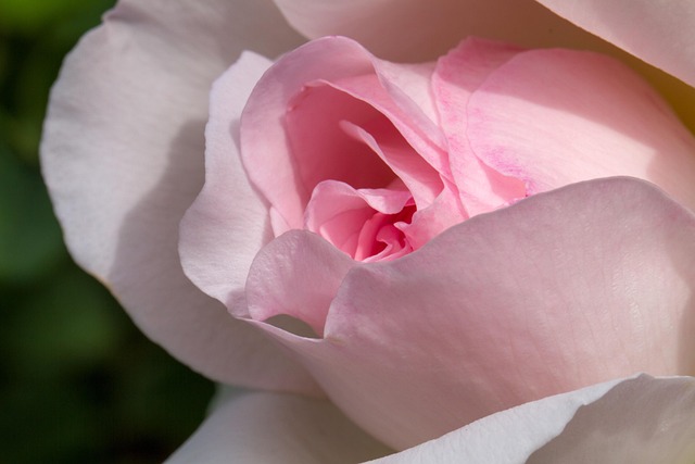 Rose Flower Nature - Free photo on Pixabay