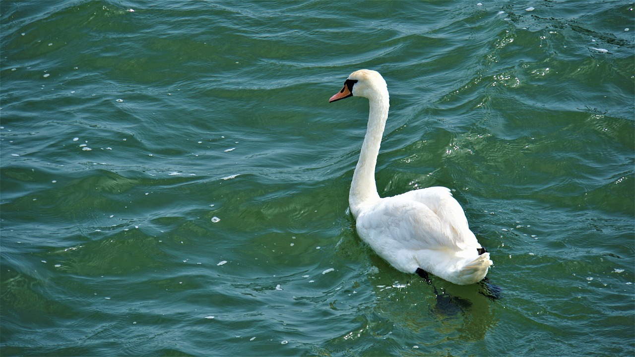 Swan Bird Sea Baltic - Free photo on Pixabay - Pixabay