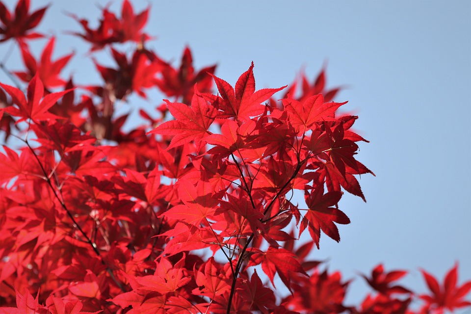 Leaves Tree Autumn - Free photo on Pixabay