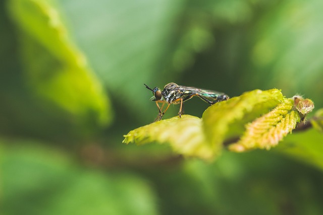 Bug 飞 性质 - Pixabay上的免费照片 - Pixabay