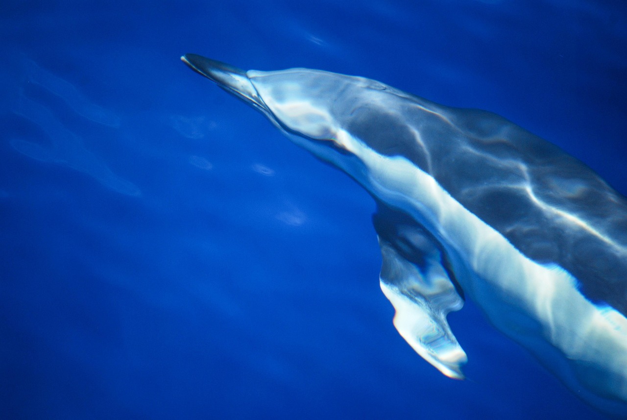 9,000+ Free Dolphins Underwater & Dolphin Images - Pixabay