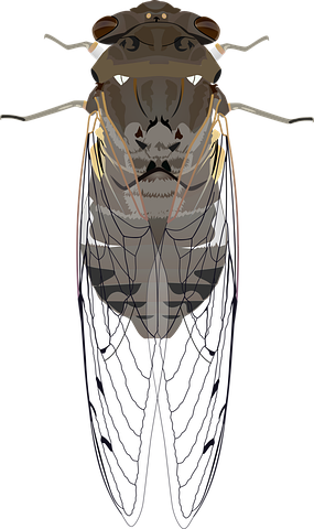 50+ Free Cicada'S Wings & Cicada Images - Pixabay
