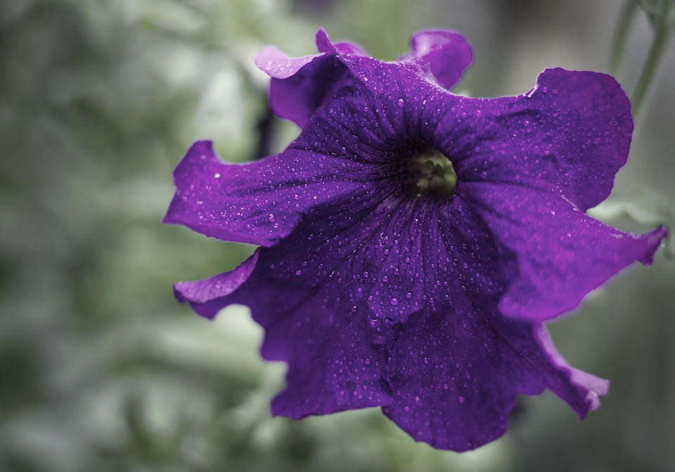 Flower Purple Plant - Free photo on Pixabay - Pixabay