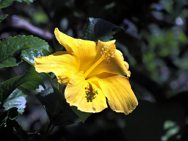 Blooming Yellow Flower Season - Free photo on Pixabay - Pixabay