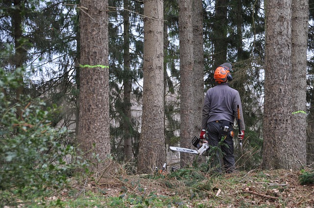 Forest Duration Work - Free photo on Pixabay