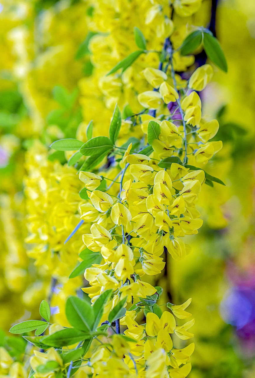 100+ Free Laburnum & Nature Images - Pixabay