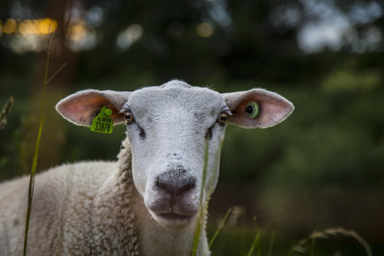 100+ Free 草原牛羊 & Sheep Images - Pixabay