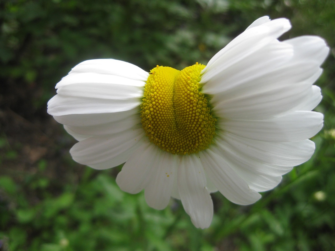 Margarite Mutation Leichtigkeit - Kostenloses Foto auf Pixabay - Pixabay