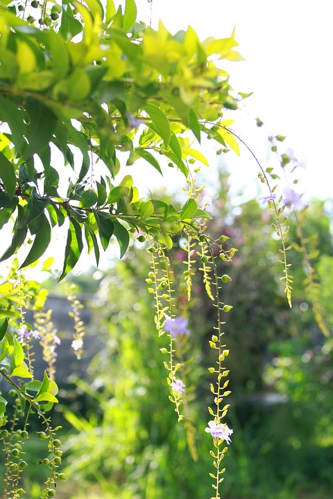 Green Flower Tree - Free photo on Pixabay