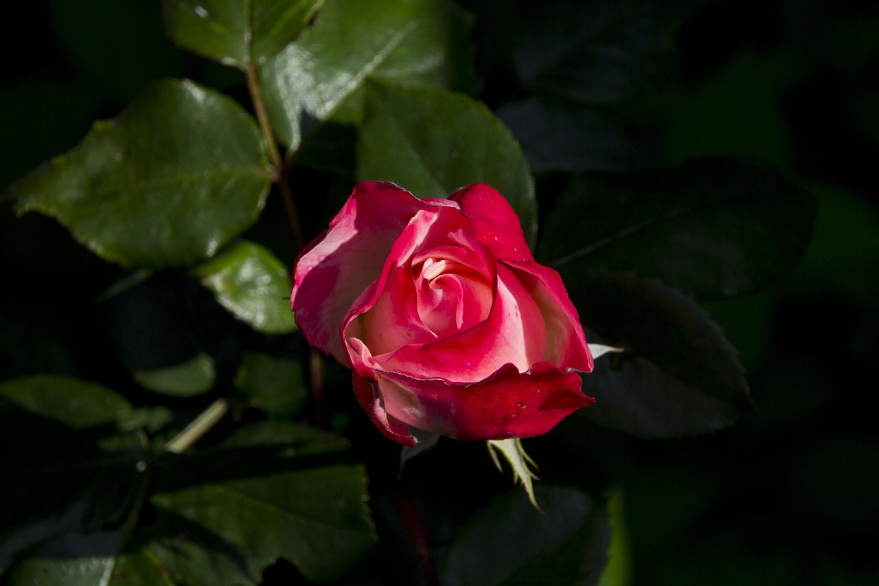 Rose Blume Natur - Kostenloses Foto auf Pixabay - Pixabay