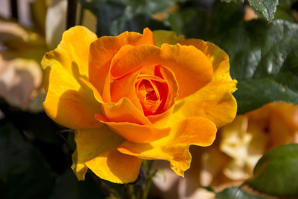 Rose Blomst Natur - Gratis foto på Pixabay - Pixabay