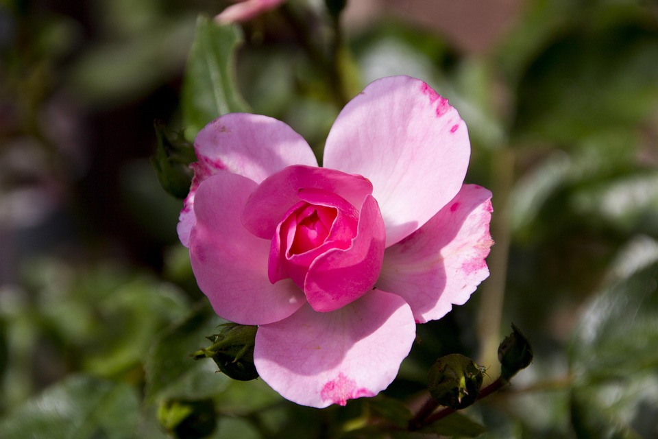 Rose Fleur La Nature - Photo gratuite sur Pixabay - Pixabay