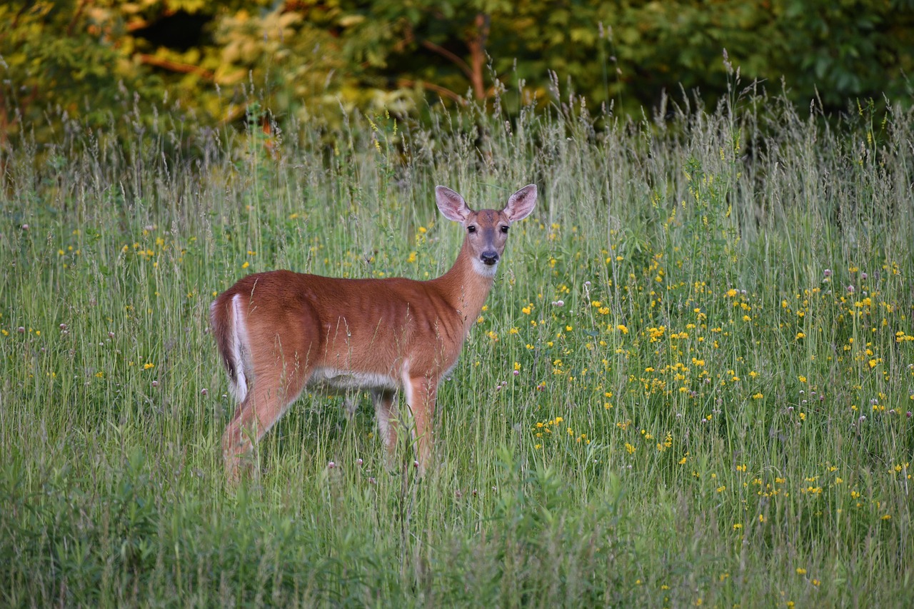 Plus de 500 images de Biche et de Cerf - Pixabay