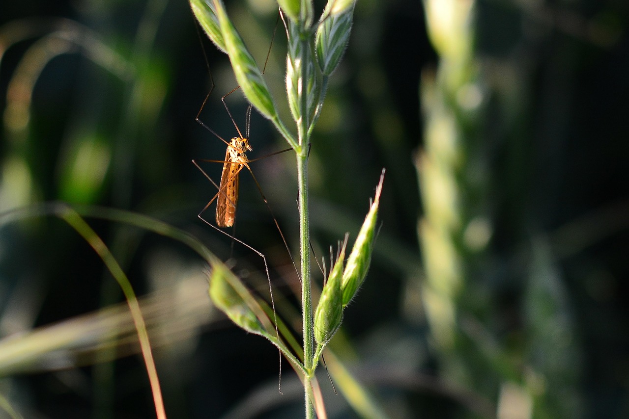 500+ Free Mosquito & Insect Images - Pixabay