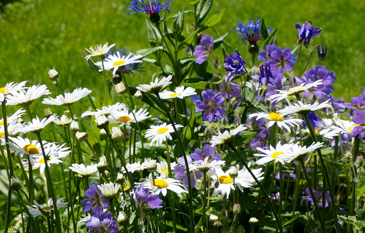 Prado De Flores Florecer - Foto gratis en Pixabay - Pixabay