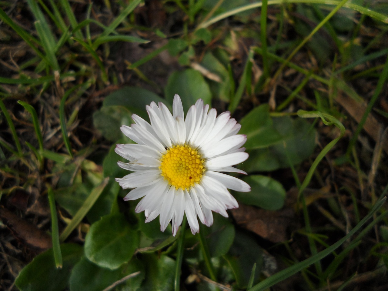 Margarida Planta Flor - Foto gratuita no Pixabay - Pixabay