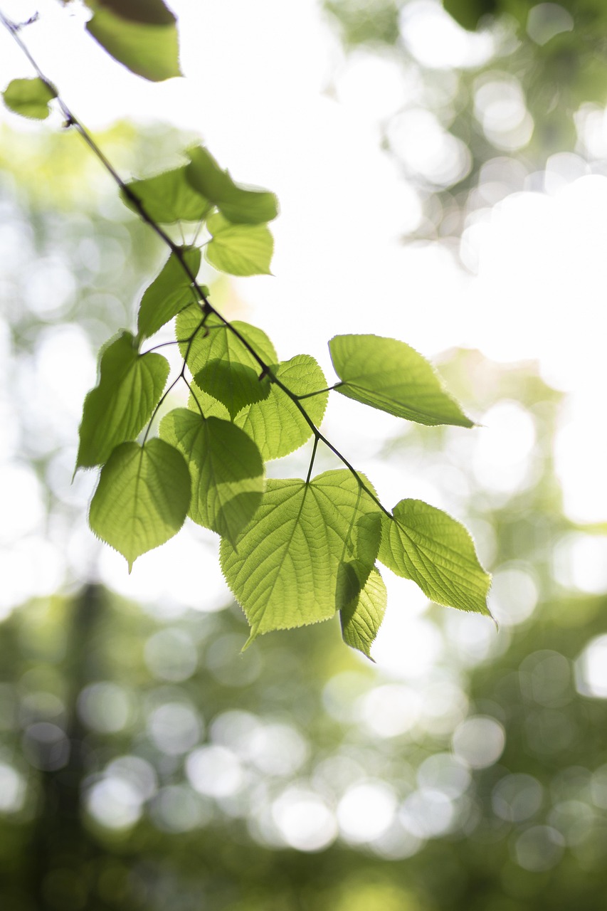 Leaves Sun Tree - Free photo on Pixabay - Pixabay