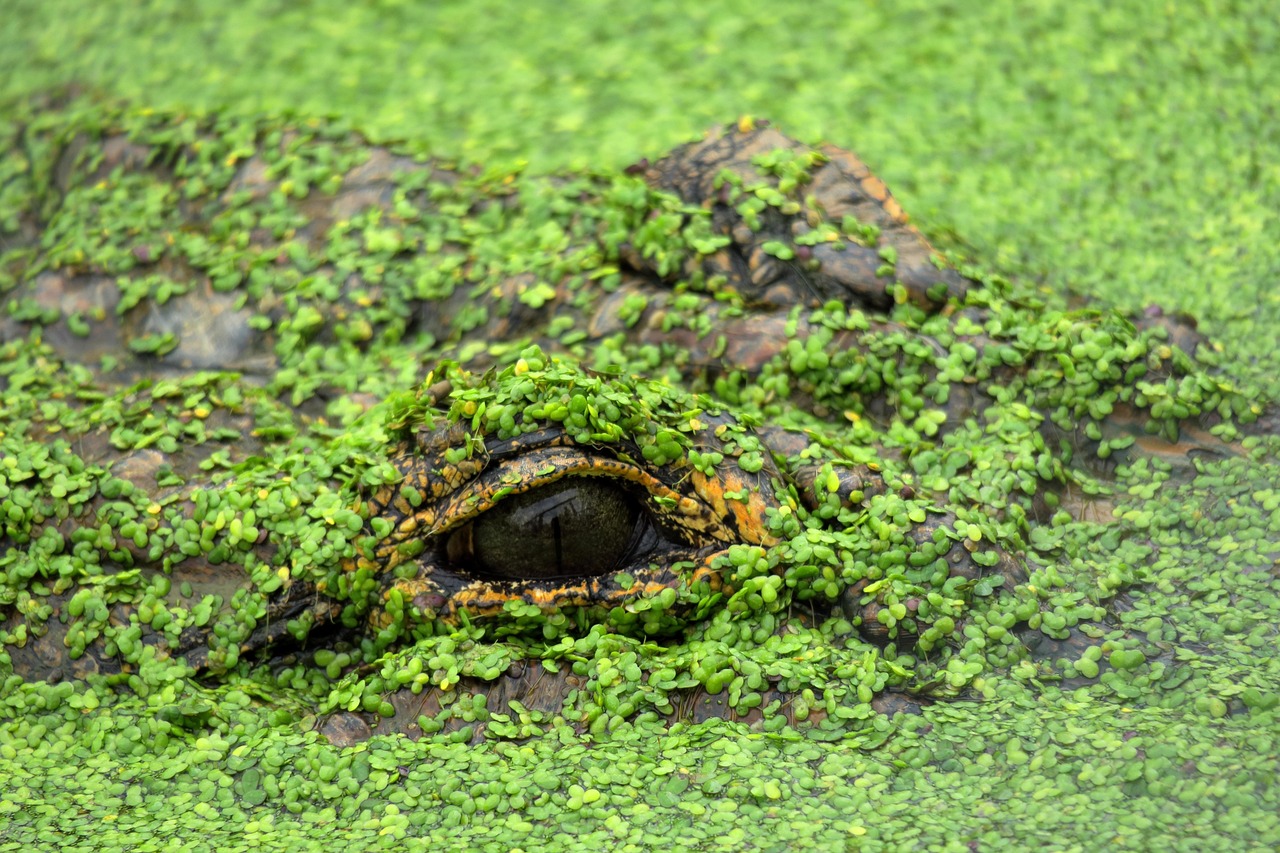 Alligator Eye Pond Lenses - Free photo on Pixabay - Pixabay