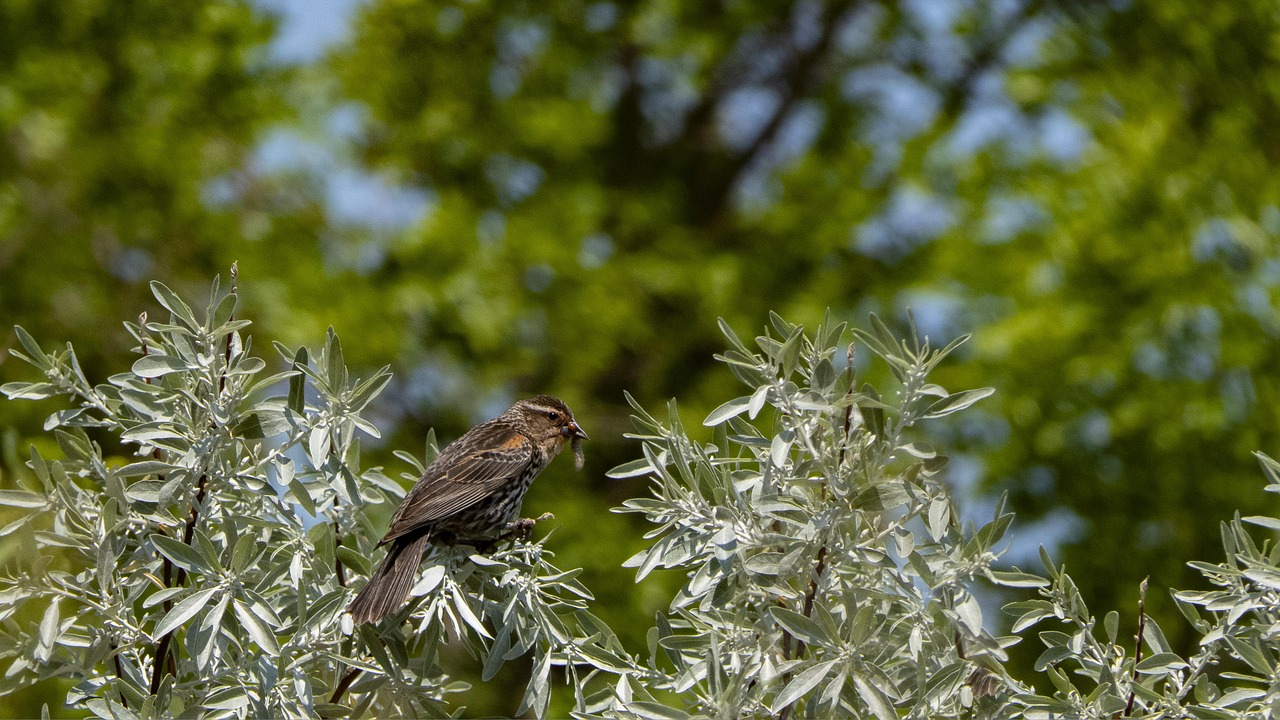 80+ Free Winnipeg & Manitoba Images - Pixabay