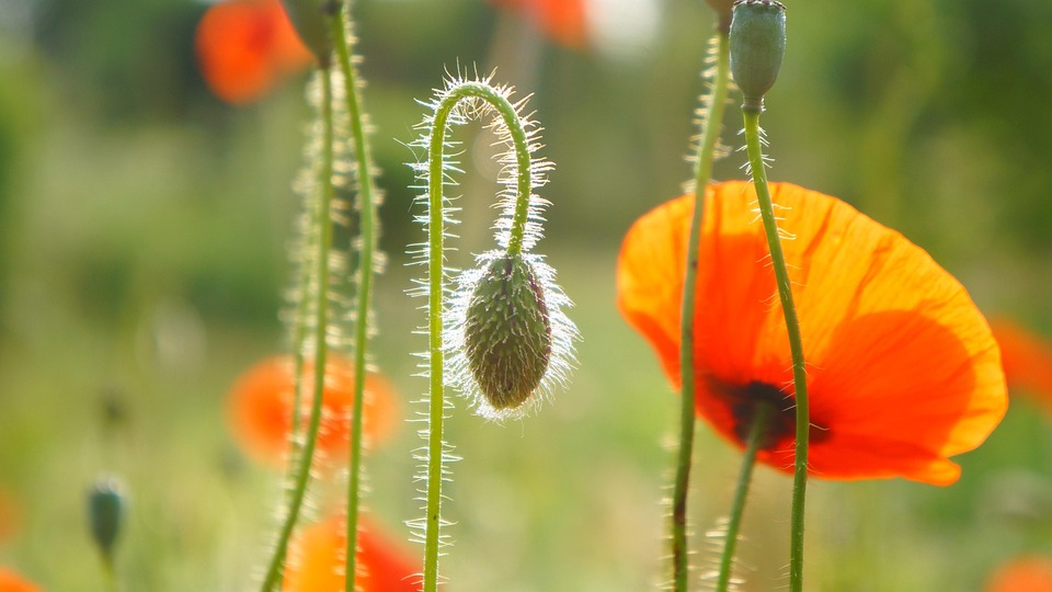 Nature Les Plantes Pavot - Photo gratuite sur Pixabay