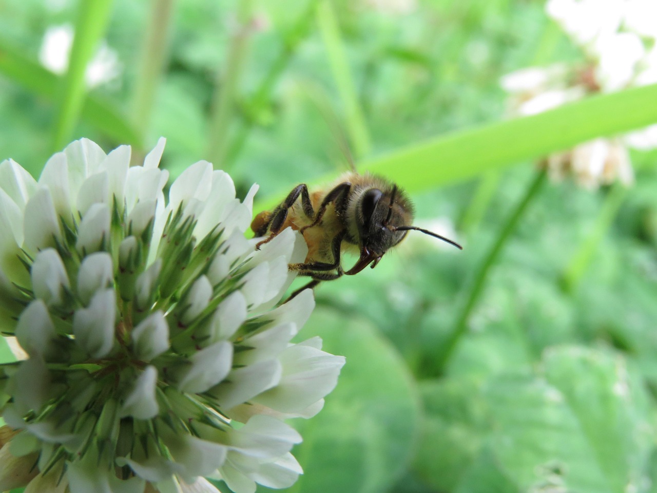 Insect Bee Bees - Free photo on Pixabay - Pixabay